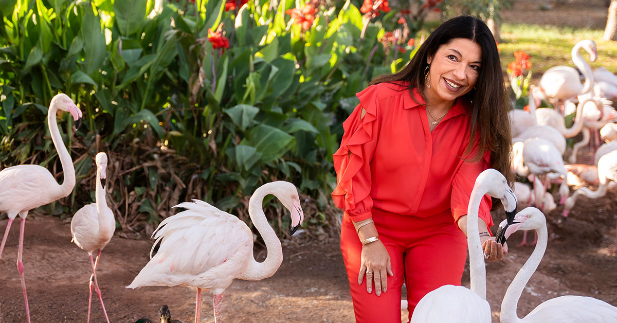 Flamingos, Zebra, and Accounting – OH MY!